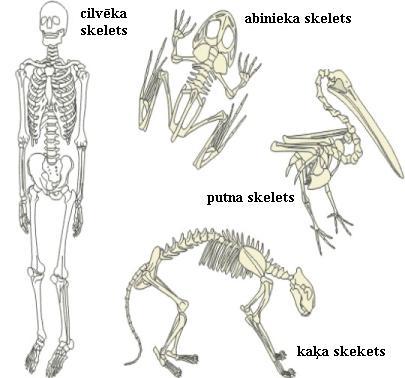 Cilvēku orgānu sistēmas. - Spoki