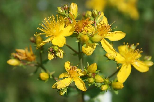 Vasaras bildes! - Spoki