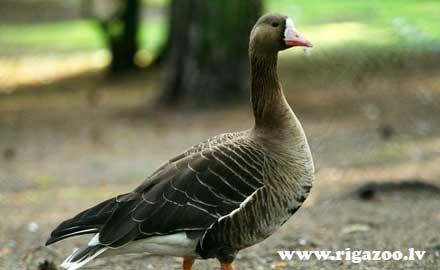 Latvijas Putni. - Spoki