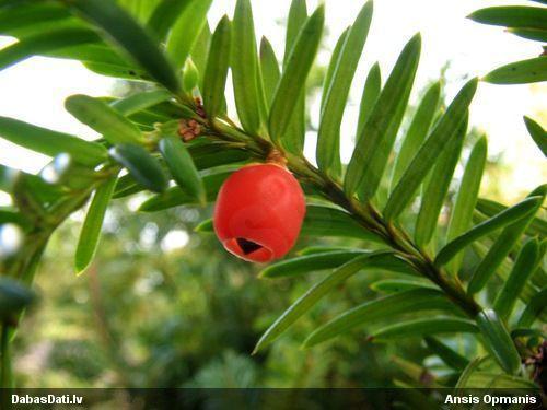 Latvijas indīgie augi - Spoki